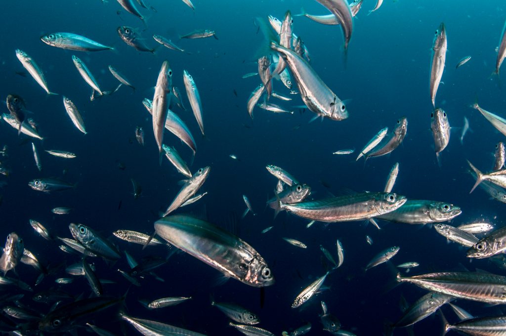 Home - Pelagic Advisory Council